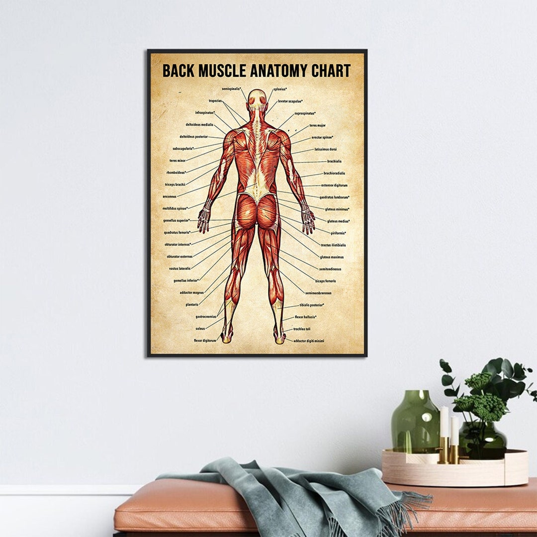 Back Muscle Anatomy Chart, Body Muscle Anatomy, Human Anatomy Body ... Back Muscle Anatomy Chart, Body Muscle Anatomy, Human Anatomy Body ...