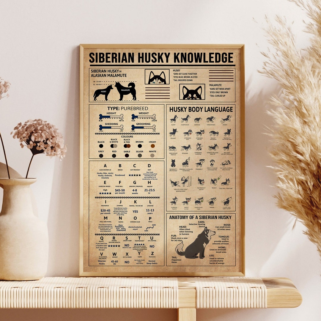 Siberian Husky Knowledge Poster, Dog Poster, Siberian Husky, Husky ...