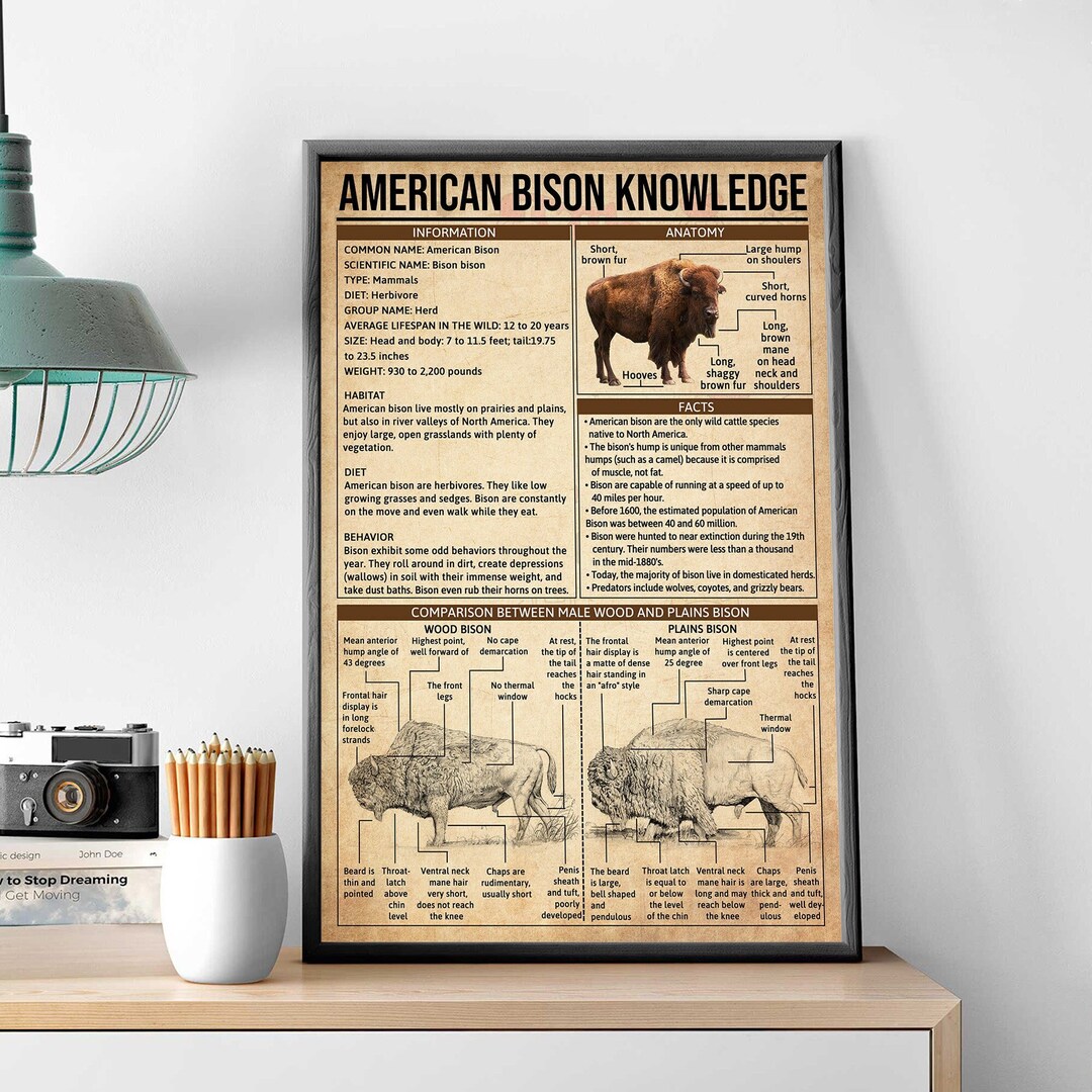 American Bison Knowledge Art Print, Anatomy of American Bison ...
