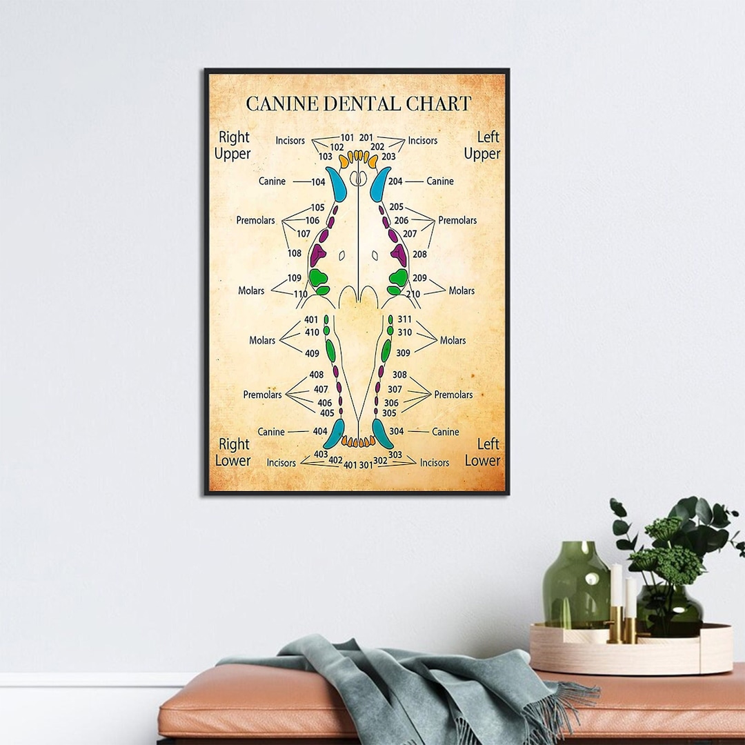 Canine Dental Chart Poster, Anatomy of A Teeth, Dental Instruments ...