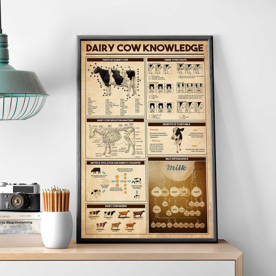 Dairy Cow Knowledge Poster, Cow Wall Hanging, Anatomy of A Dairy Cow ...