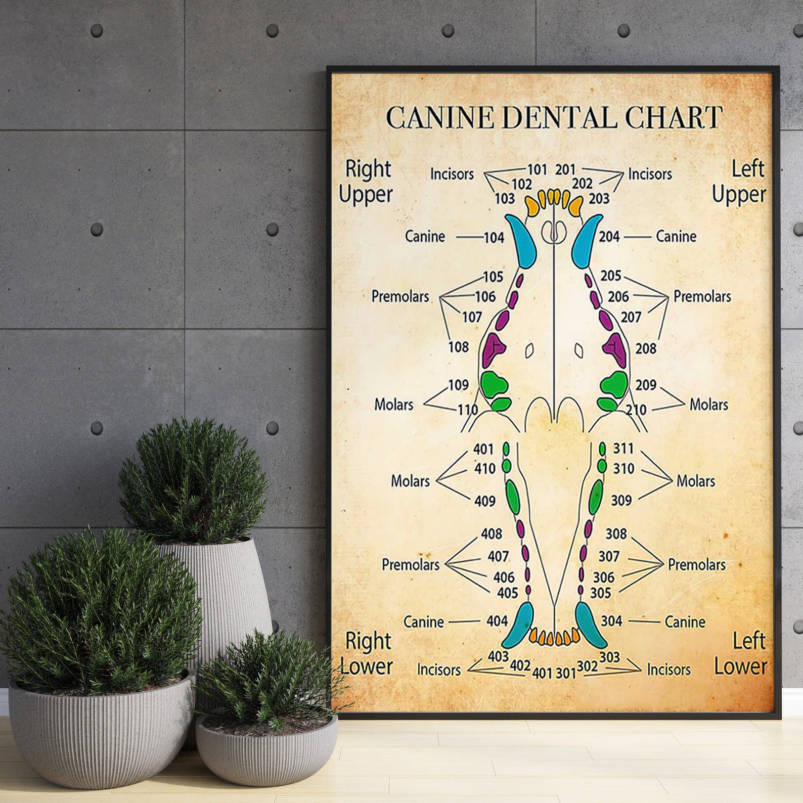 Canine Dental Chart Poster Anatomy of A Teeth Dental - Etsy