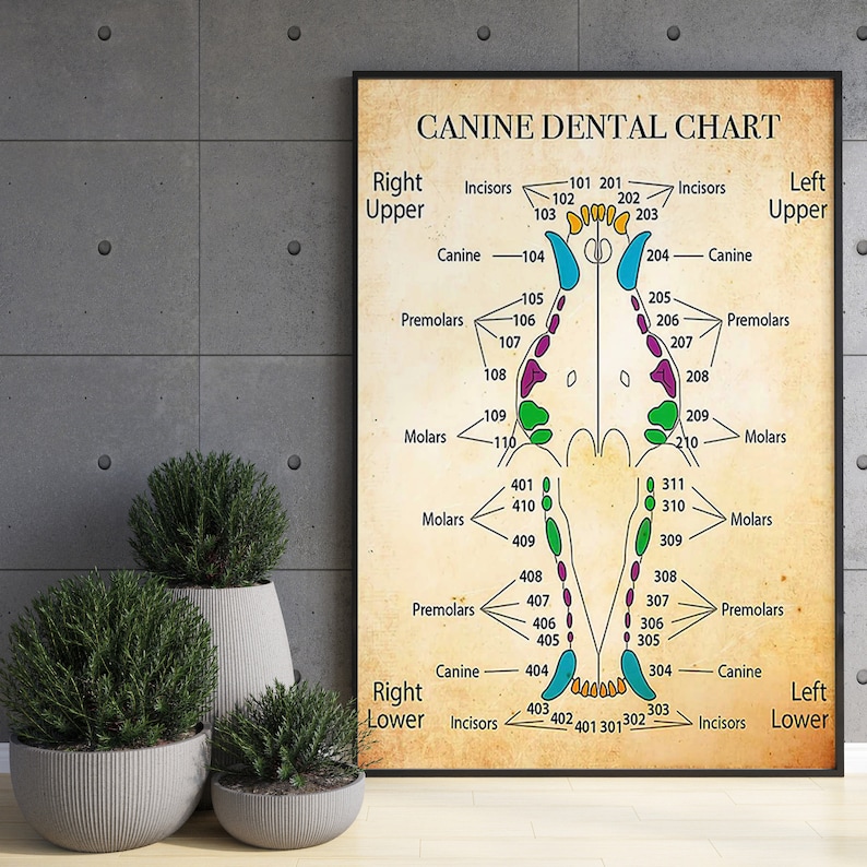 Canine Dental Chart Poster Anatomy of A Teeth Dental - Etsy