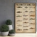Freshwater Game Fish Knowledge Poster, Fishing Knowledge Poster ...