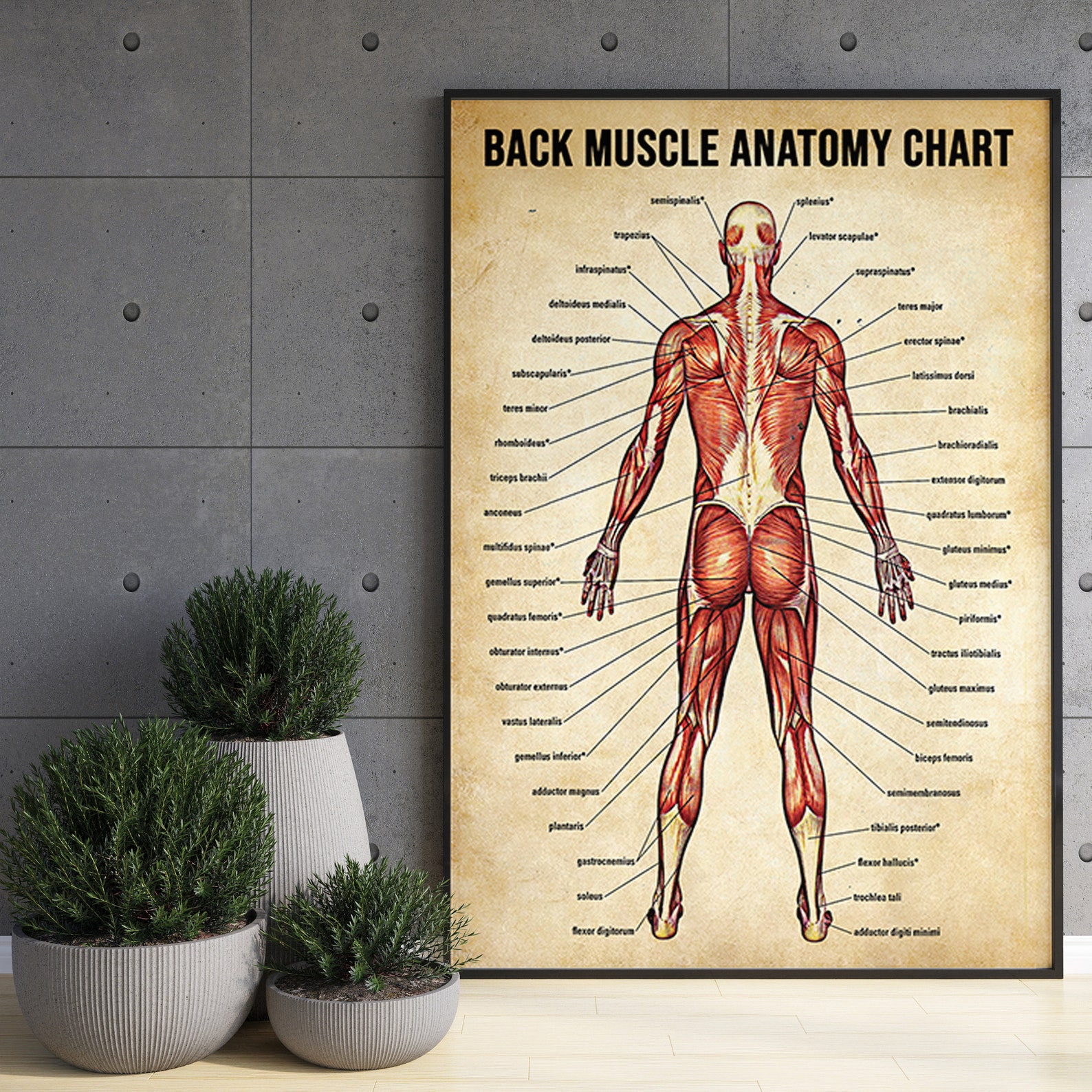 Back Muscle Anatomy Chart Body Muscle Anatomy Human Anatomy - Etsy