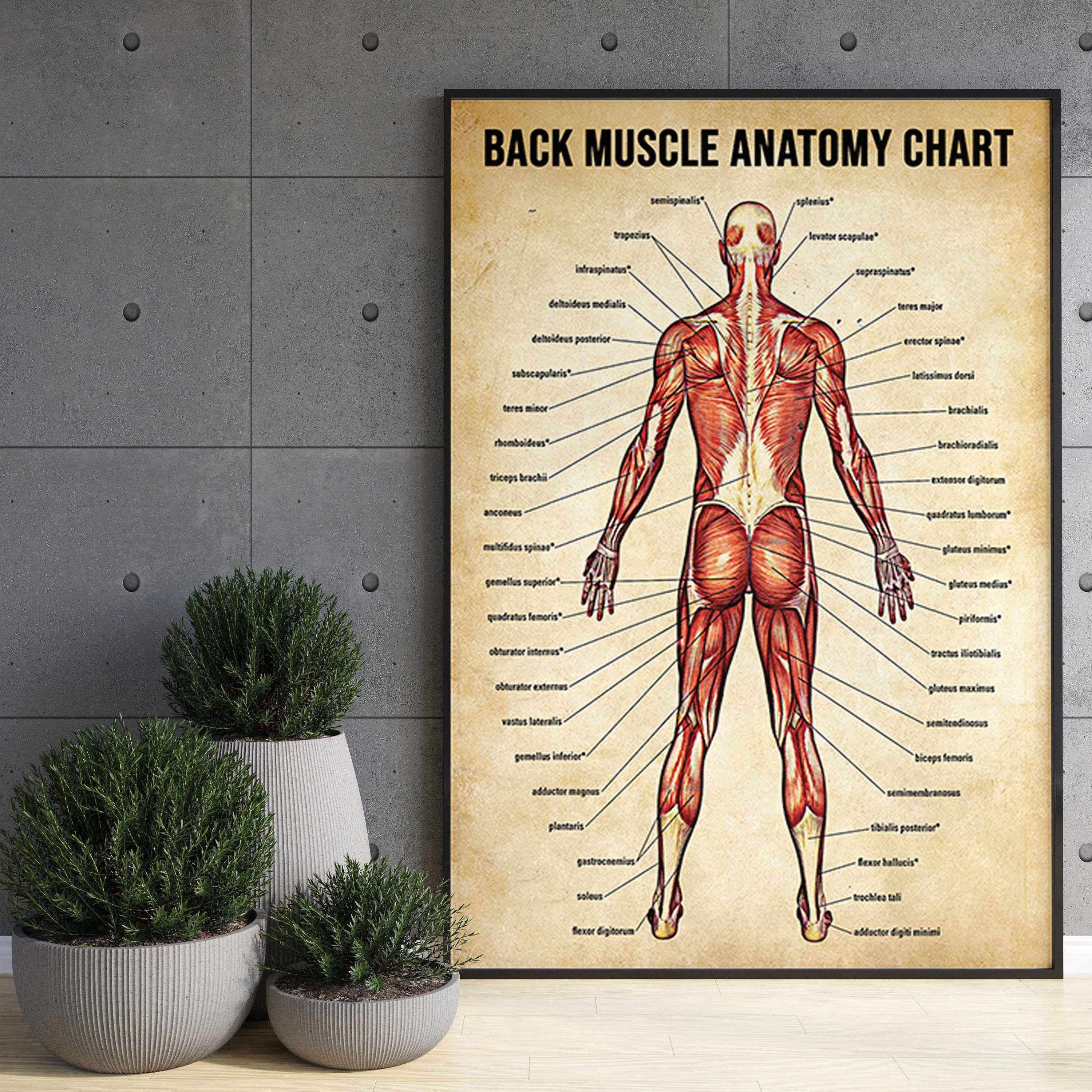 Back Muscle Anatomy Chart Body Muscle Anatomy Human Anatomy - Etsy UK
