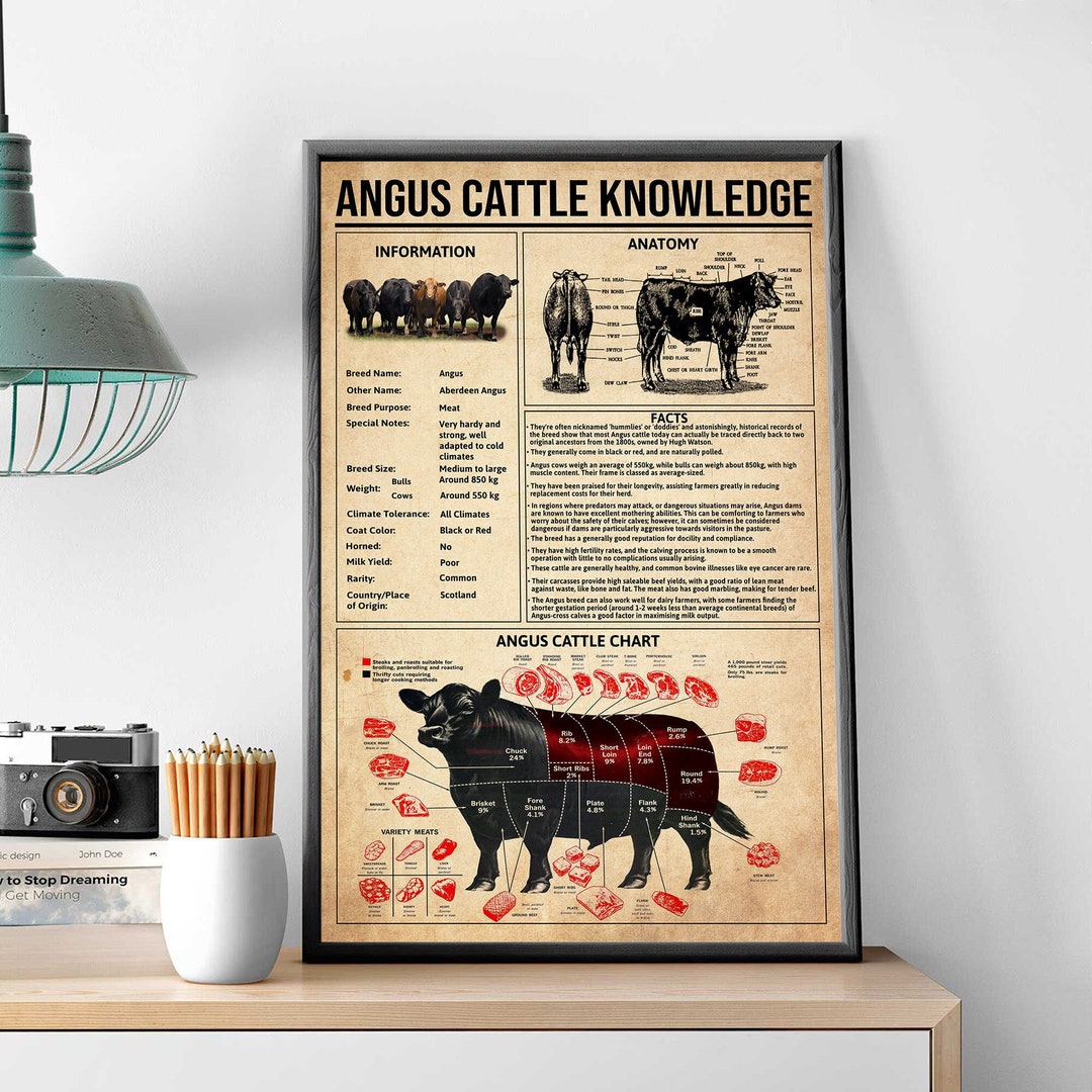 Angus Cattle Knowledge Poster, Cattle Facts Print, Angus Cattle Anatomy ...