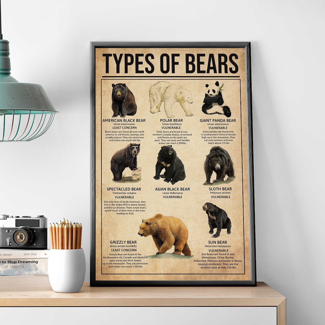 Bear Knowledge Print, Types of Bear Poster, Bear of the World Print ...