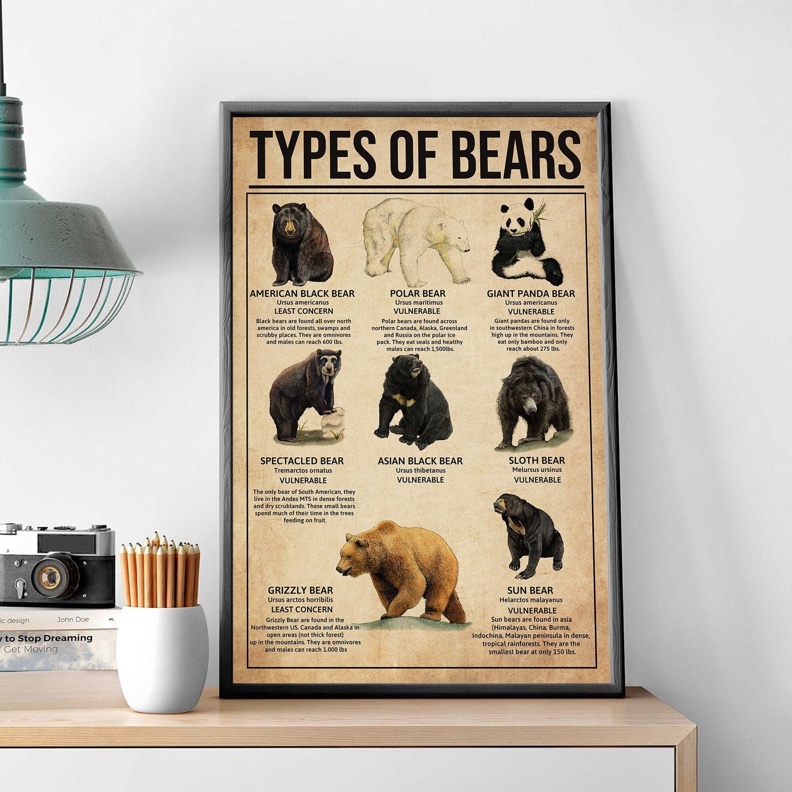 Bear Knowledge Print, Types of Bear Poster, Bear of the World Print ...