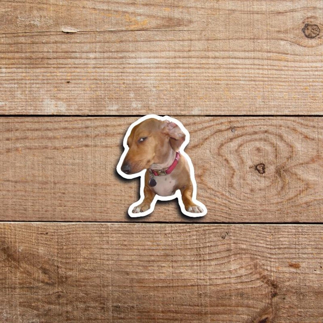 Side Eye Dog Sticker, Side Eye Dog, Bombastic Side Eye Sticker, Meme ...