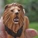 Safari #290229c Male Lion (standing) - Realistic Miniature for Diorama ...