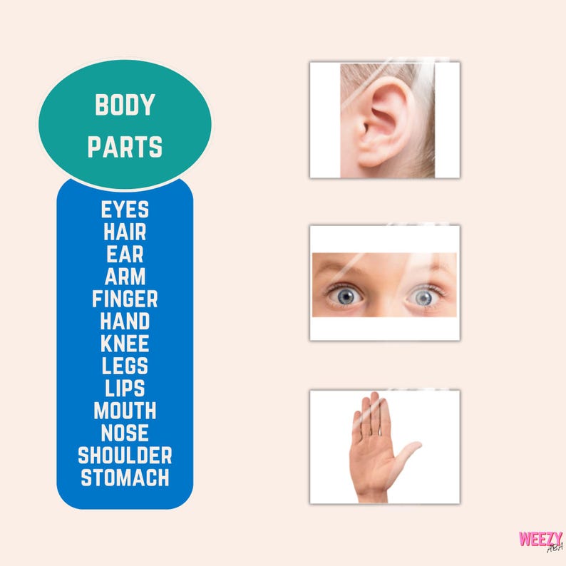 Body Parts Flashcards | Real Photo Cards for ABA Therapy (digital ...