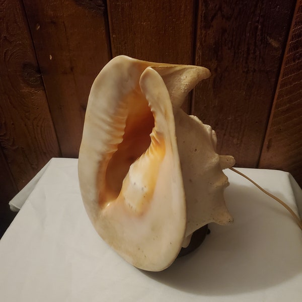 Conch Shell Lamp - Etsy