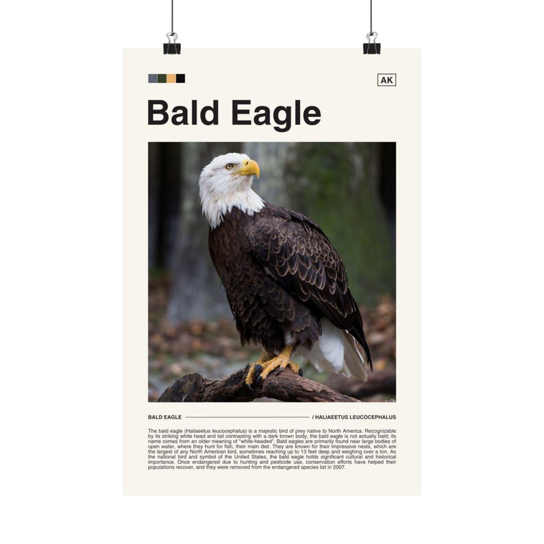 Bald Eagle Poster, Majestic Wildlife Art Print - Etsy