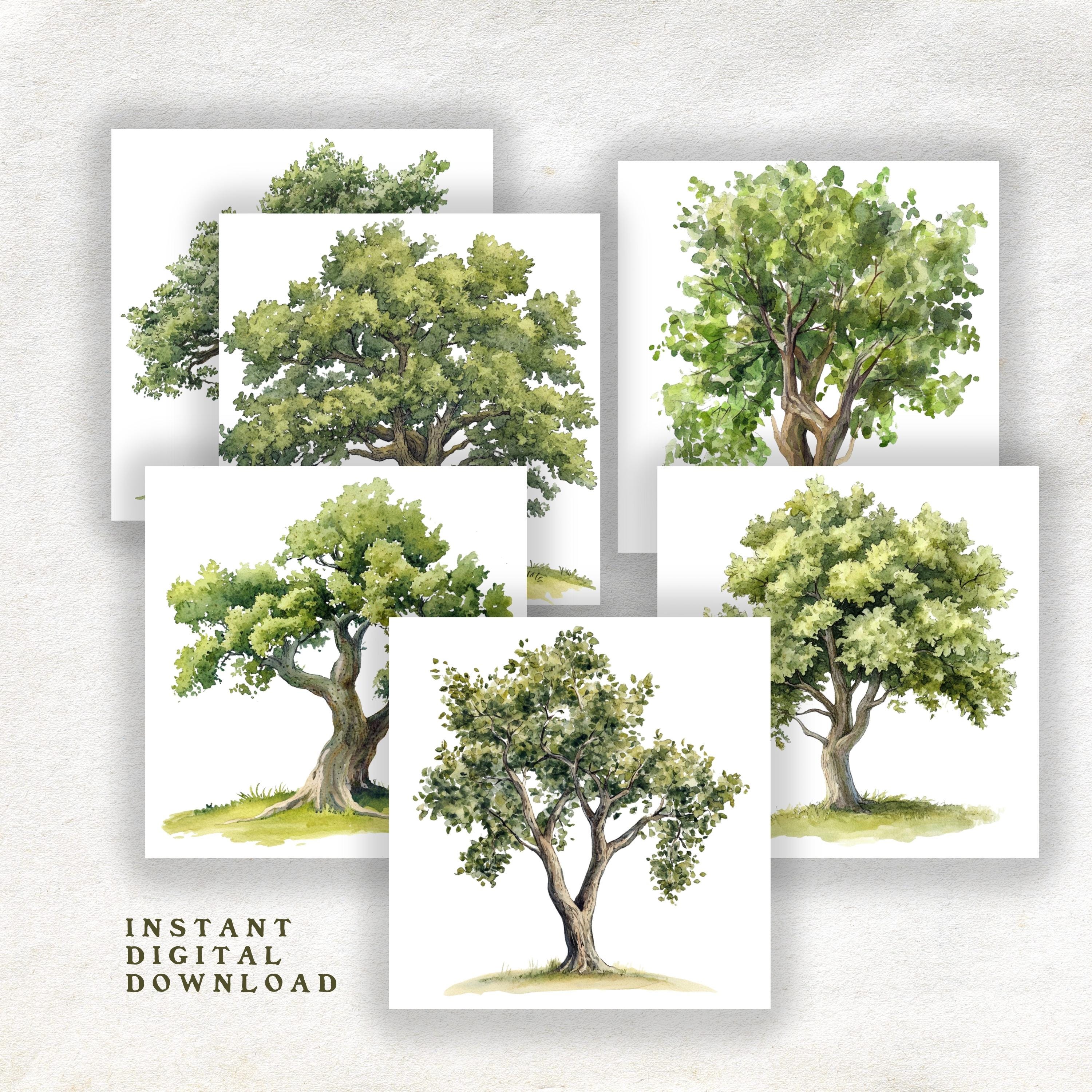 Watercolor Tree Clipart Set – 75 Nature Illustrations (digital Download ...
