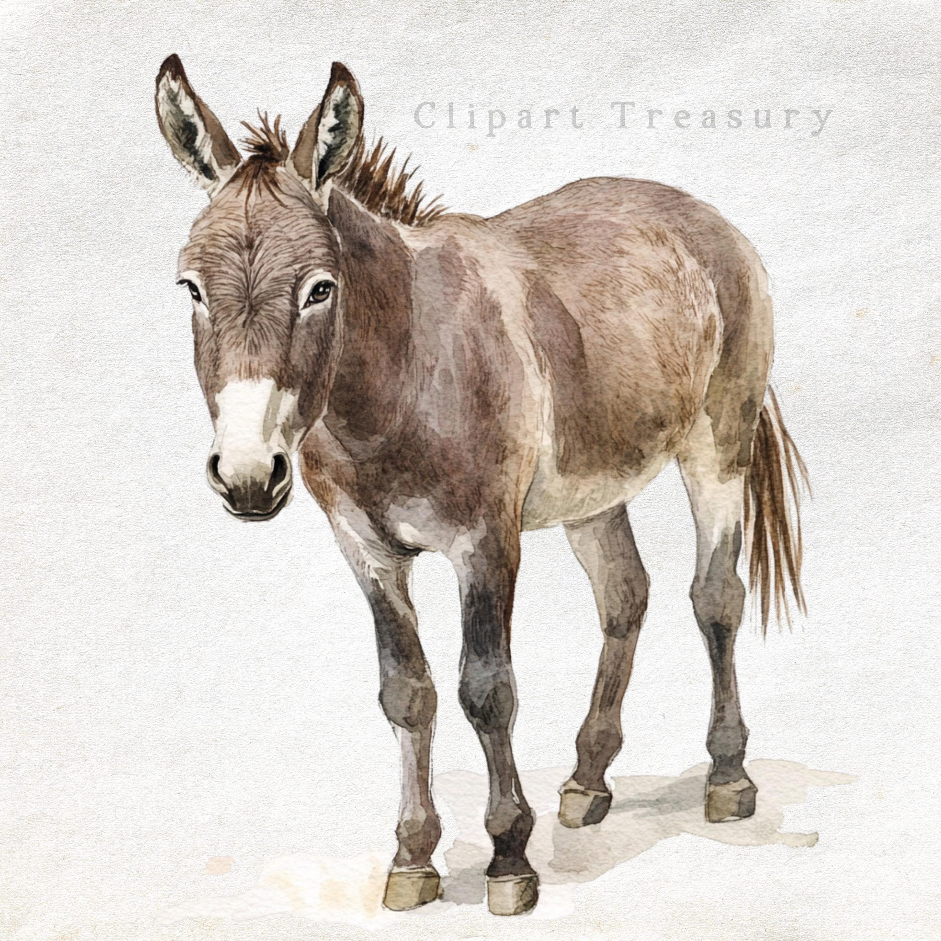 Donkeys - 10 Watercolor Clipart Set, Cute Donkey, Animal Clipart, 300 ...