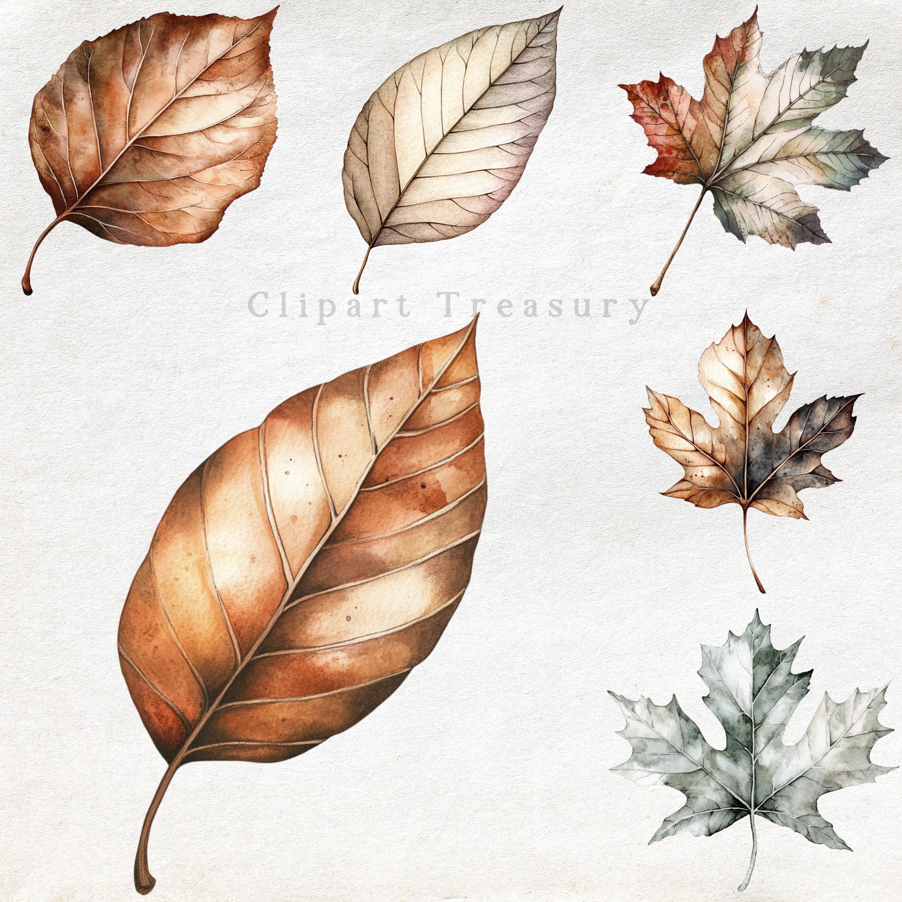 Watercolor Autumn Leaves Clipart – Fall Scrapbooking, Commercial Use ...
