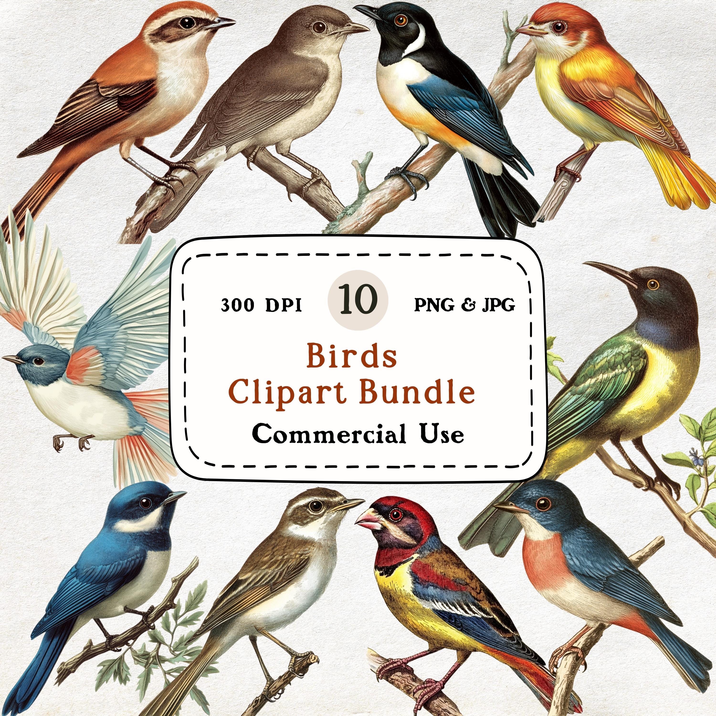 Birds - 10 Watercolor Clipart Set, Bird Clipart, Bird Illustration ...