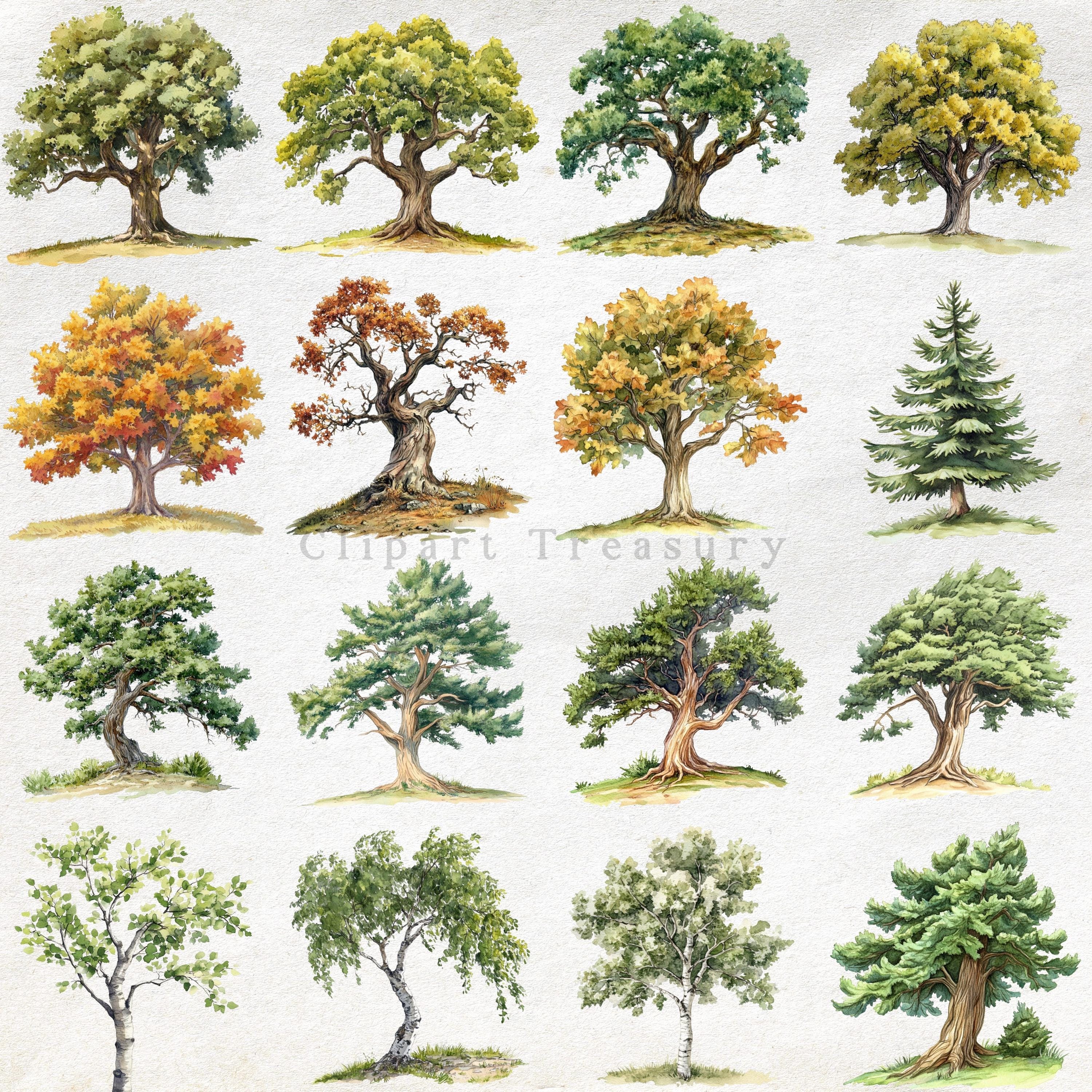 Watercolor Tree Clipart Set – 75 Nature Illustrations (digital Download ...