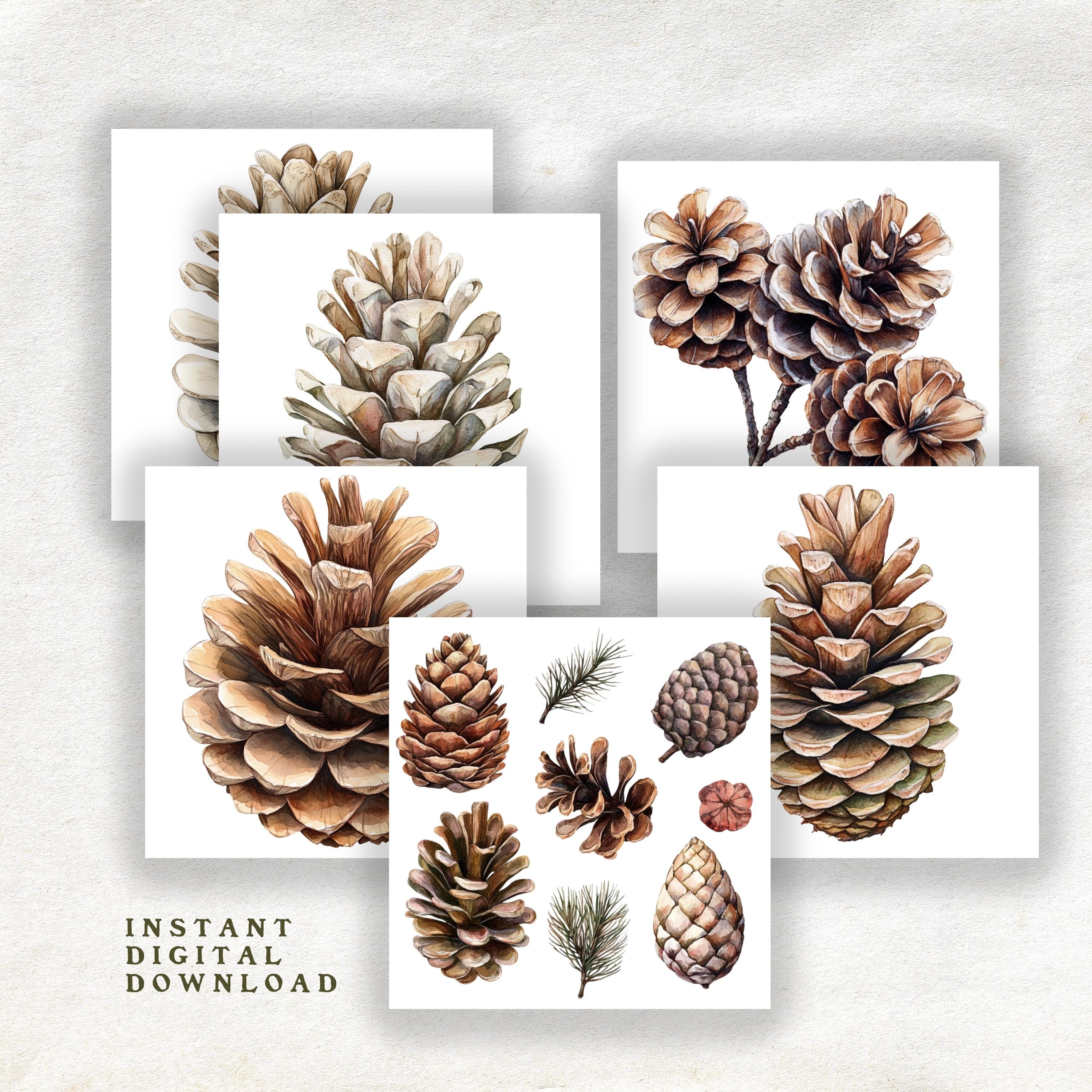 Pine Cones - 15 Watercolor Clipart Set, Forest, Woodland Decor, Winter ...