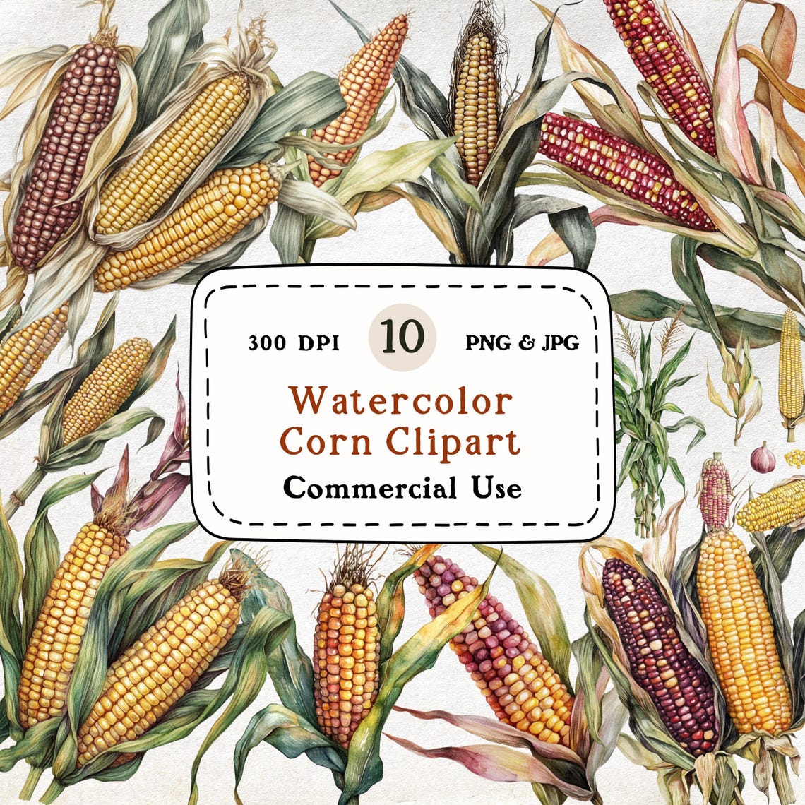 Watercolor Corn Clipart Set – Fall Harvest Graphics (digital Download ...