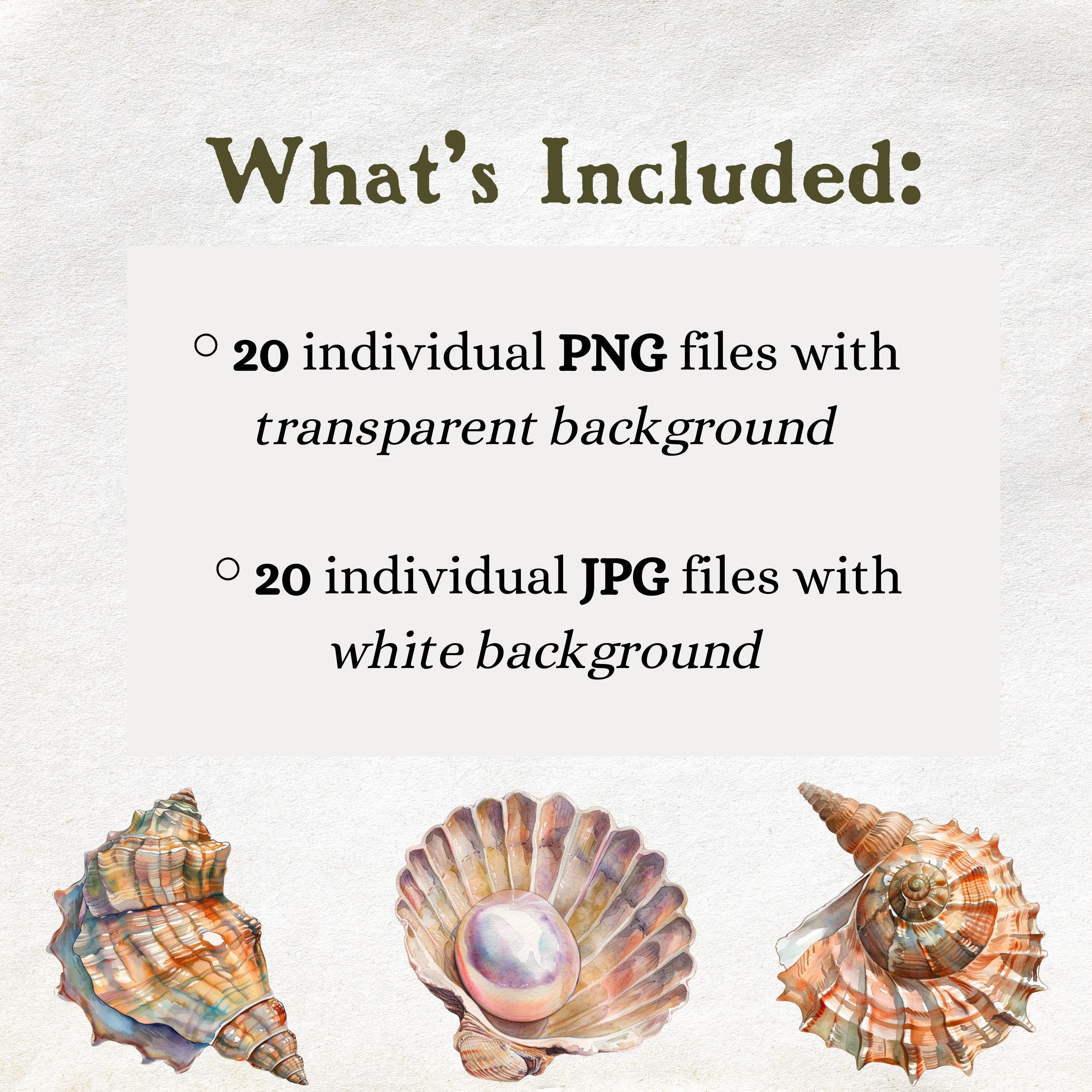 Seashells 20 Watercolor Clipart Set, Nautical Clipart, Summer & Beach ...