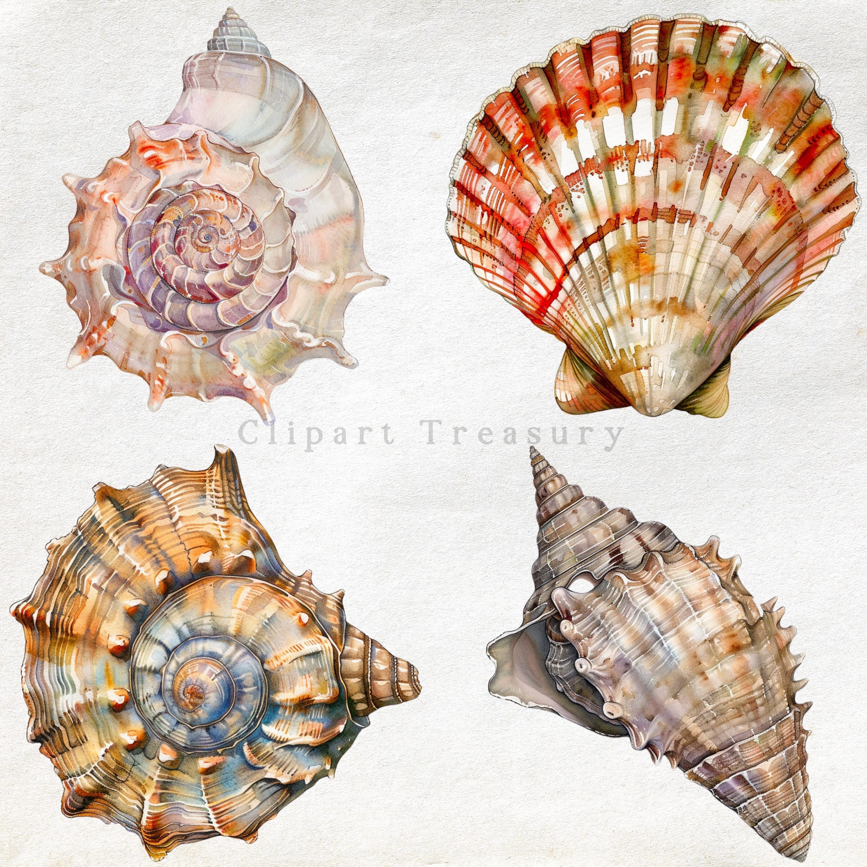 Seashells 20 Watercolor Clipart Set, Nautical Clipart, Summer & Beach ...