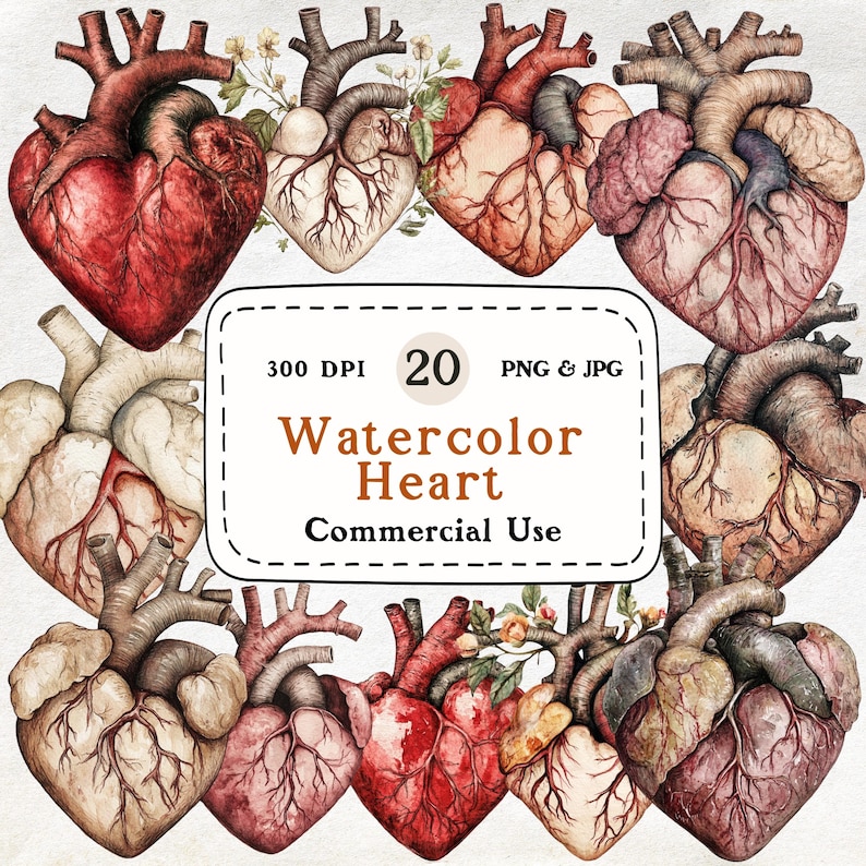 Heart 20 Watercolor Clipart Set, Human Heart PNG, Anatomical Heart, 300 ...