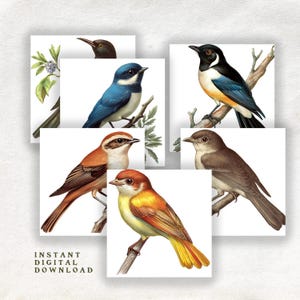 Birds - 10 Watercolor Clipart Set, Bird Clipart, Bird Illustration ...