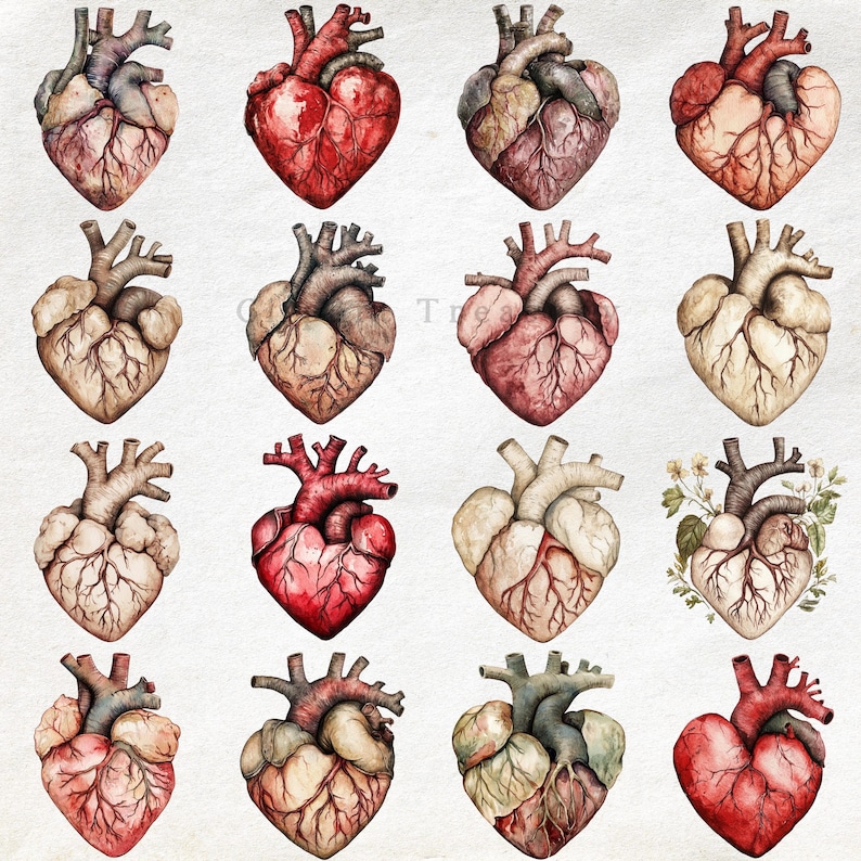Heart 20 Watercolor Clipart Set, Human Heart PNG, Anatomical Heart, 300 ...