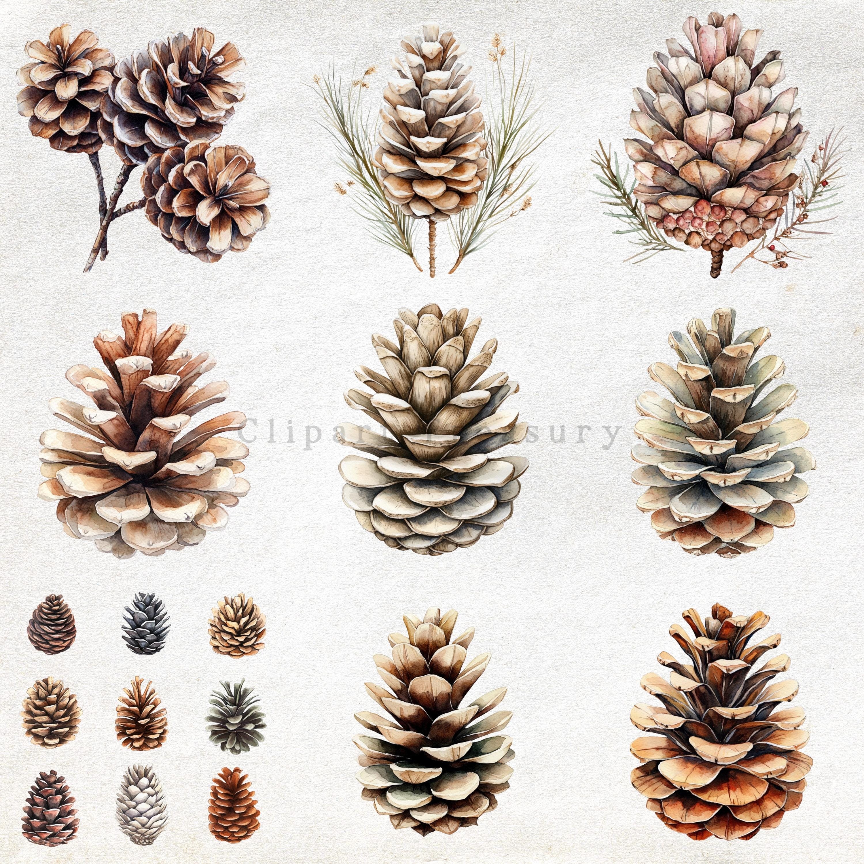 Pine Cones - 15 Watercolor Clipart Set, Forest, Woodland Decor, Winter ...