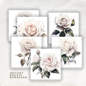 White Roses Watercolor Clipart Set – Flower Illustrations (digital ...