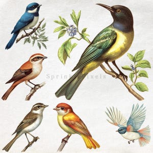 Birds - 10 Watercolor Clipart Set, Bird Clipart, Bird Illustration ...