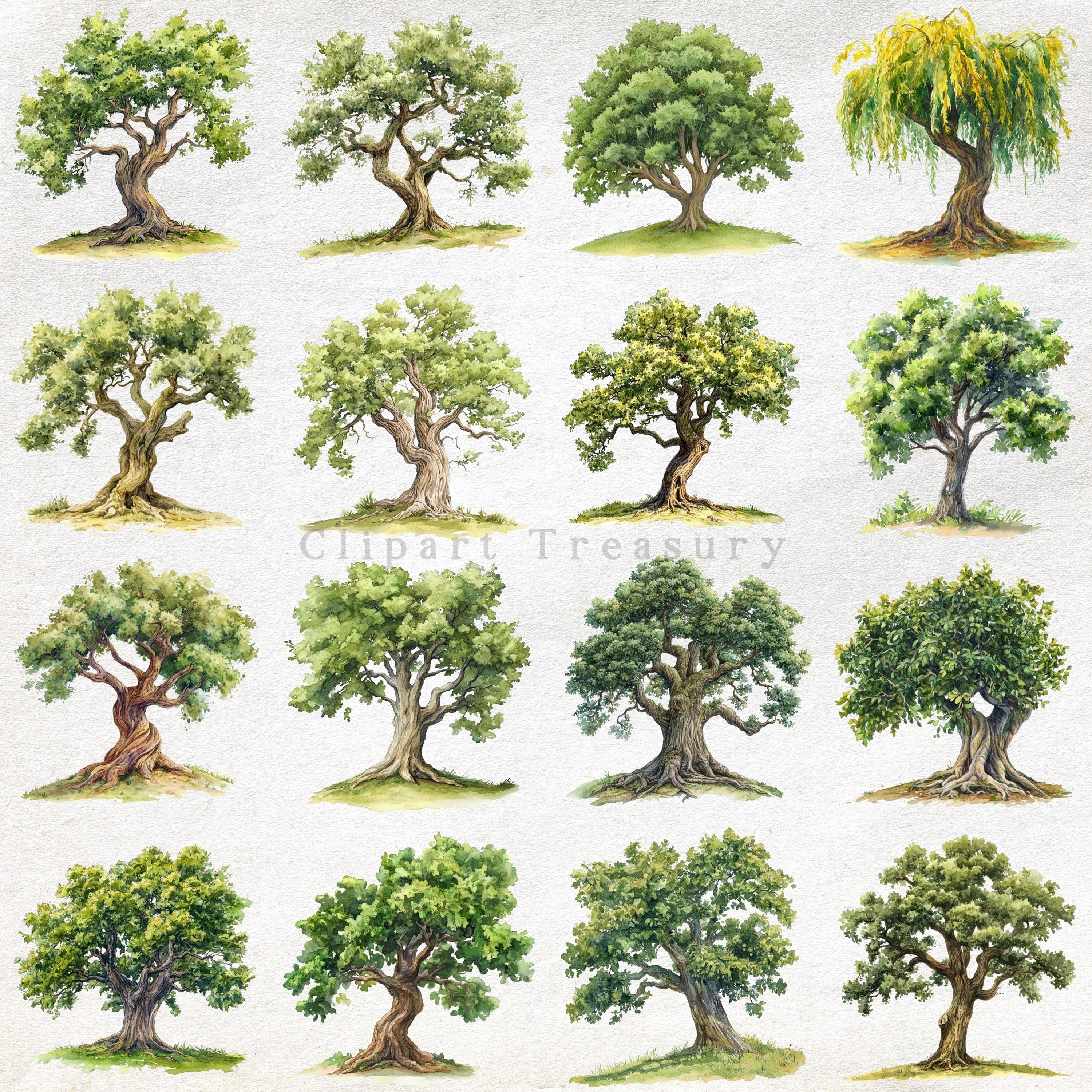 Watercolor Tree Clipart Set – 75 Nature Illustrations (digital Download ...