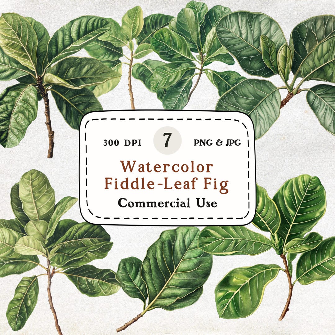 Watercolor Fiddle Leaf Fig Clipart, Botanical Illustration Set (PNG ...