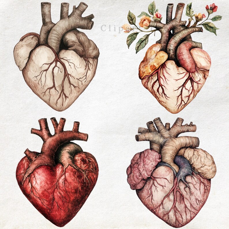Heart 20 Watercolor Clipart Set, Human Heart PNG, Anatomical Heart, 300 ...