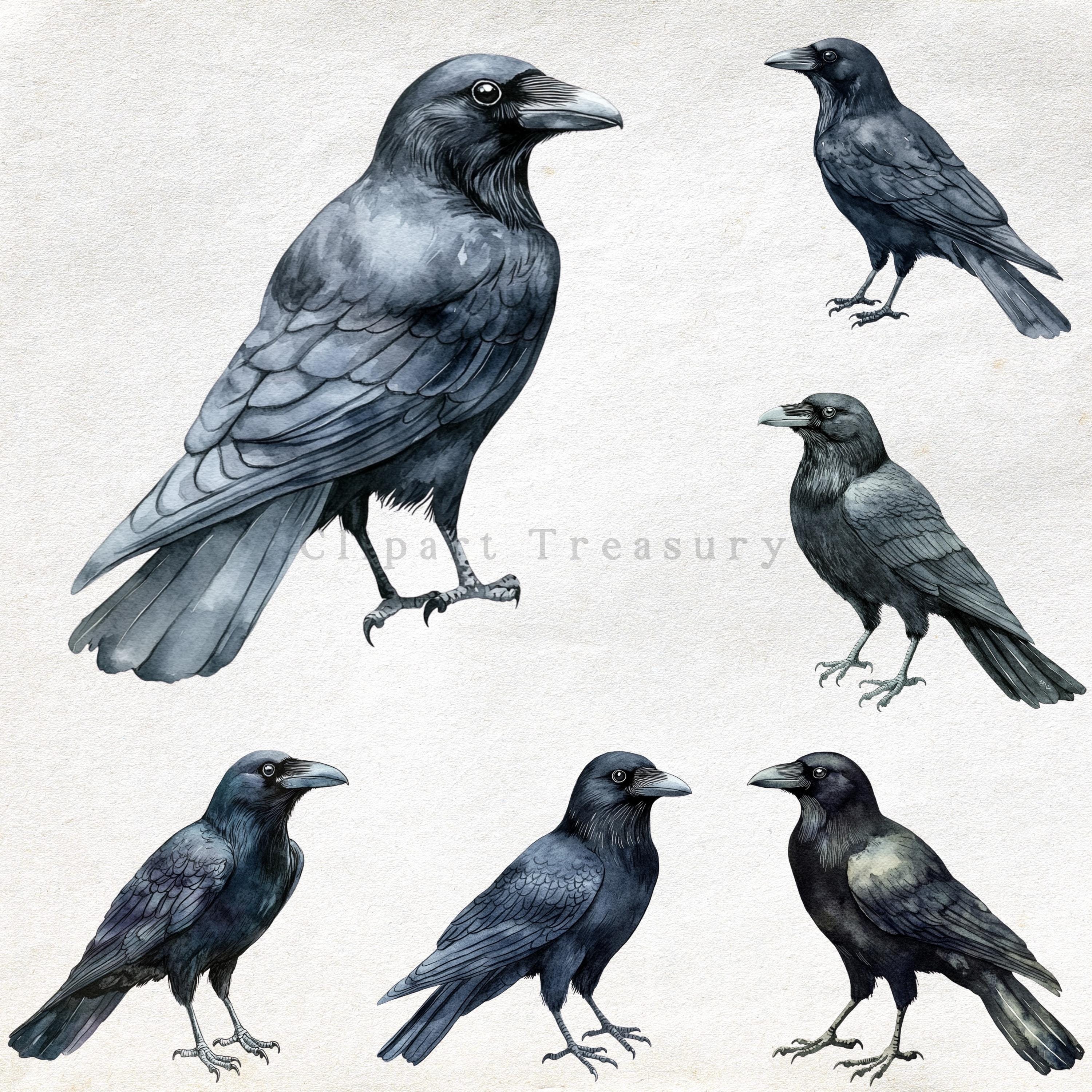 Ravens - 10 Watercolor Clipart Set, Raven Clip Art, Animal Clipart ...