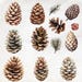 Pine Cones - 15 Watercolor Clipart Set, Forest, Woodland Decor, Winter ...