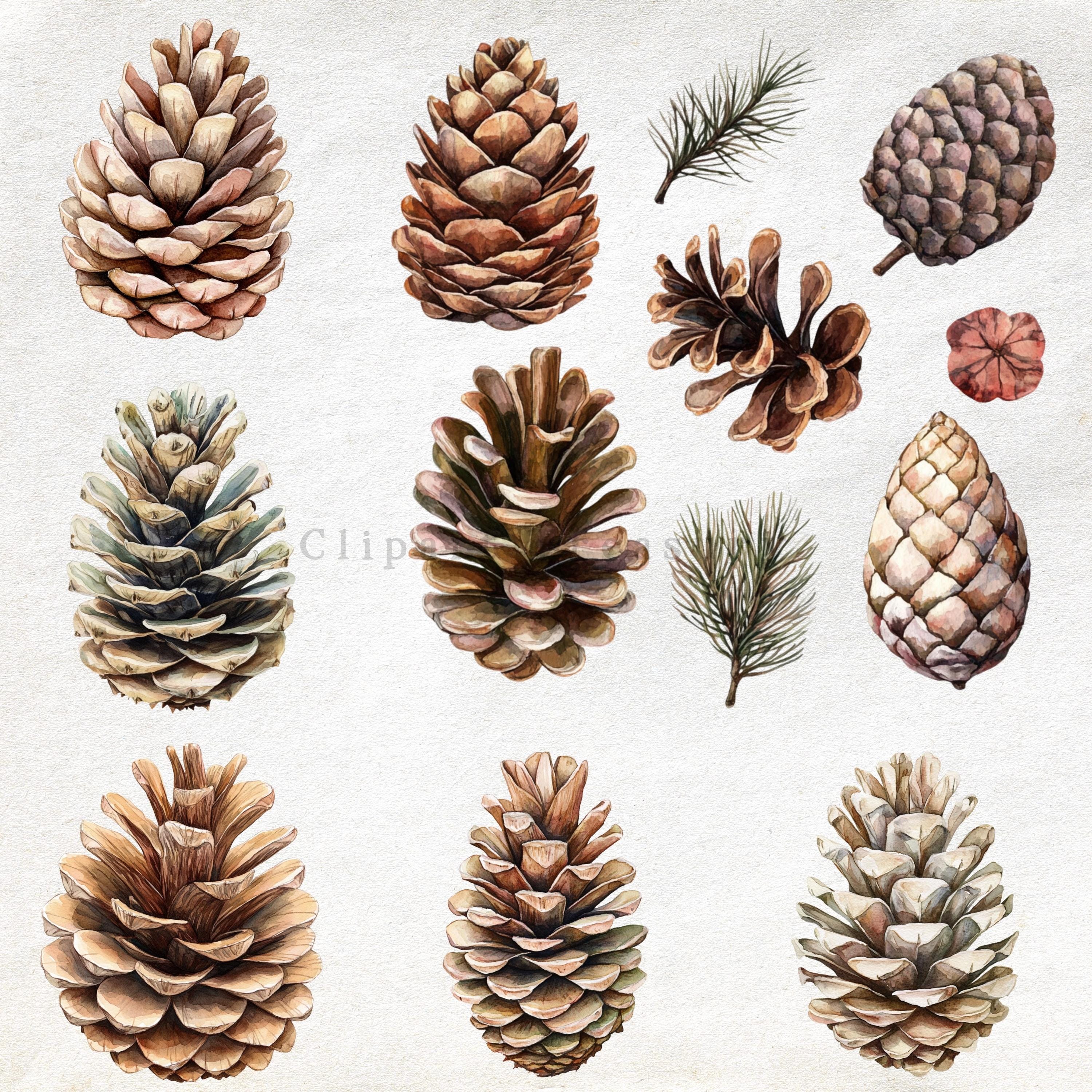 Pine Cones - 15 Watercolor Clipart Set, Forest, Woodland Decor, Winter ...