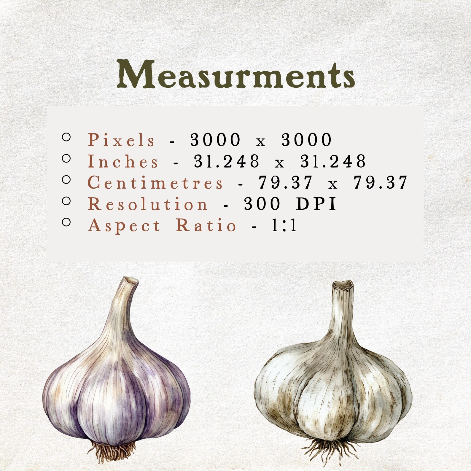 Watercolor Garlic Clipart Set – Vegetable Illustration (digital ...