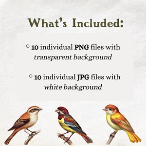 Birds - 10 Watercolor Clipart Set, Bird Clipart, Bird Illustration ...