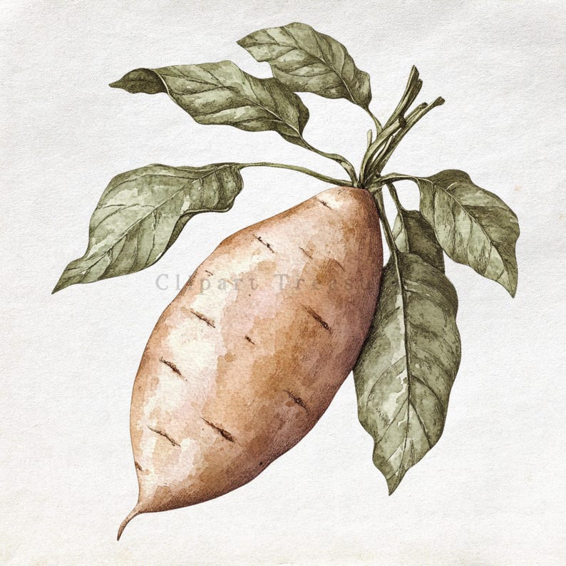 Sweet Potatoes 7 Watercolor Clipart Set, Botanical Illustration, Food ...