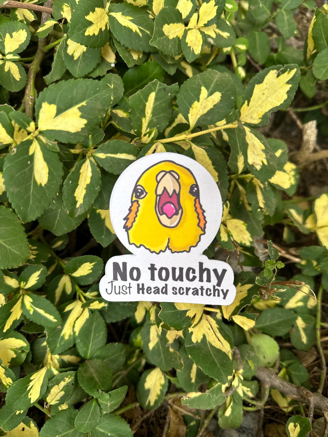 Cockatiel Meme Sticker - Etsy