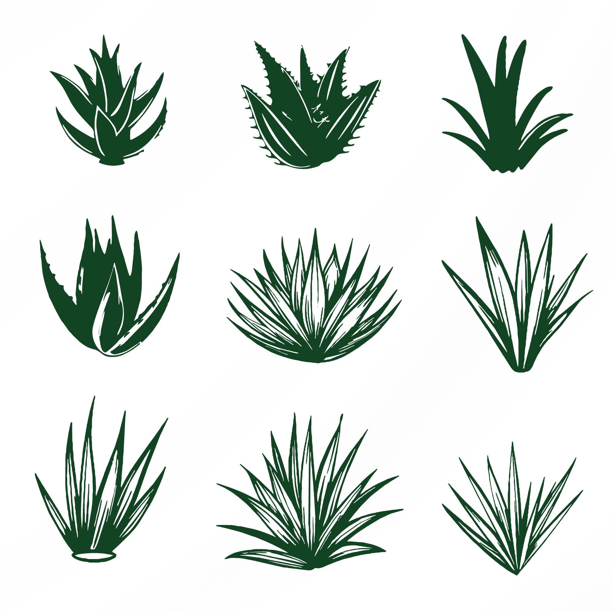 Agave Svg Bundle, Agave Plant Clipart for Cricut, Agave Silhouette ...