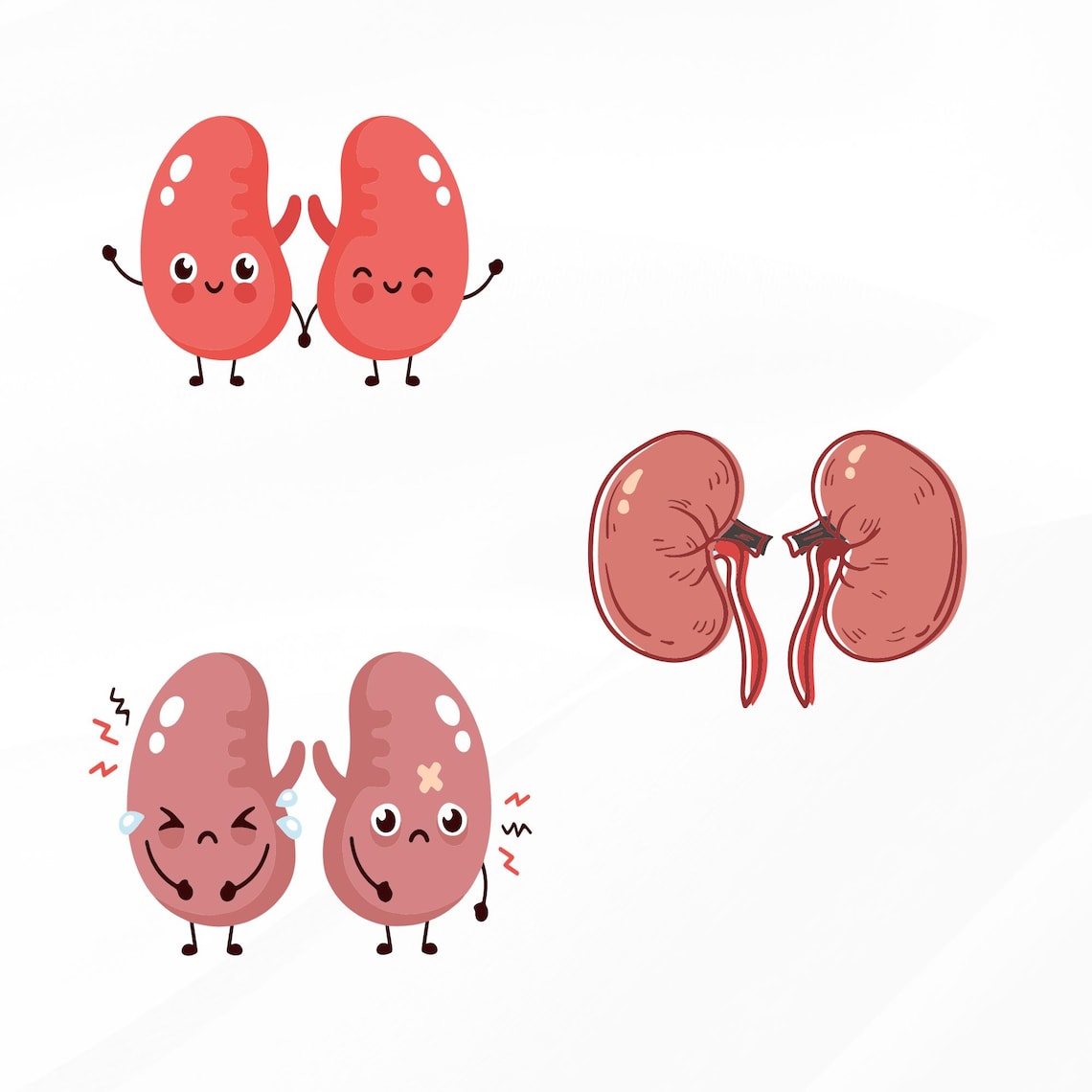 Kidney Svg Bundle, Kidney Clipart for Cricut, Kidney Silhouette, Kidney ...