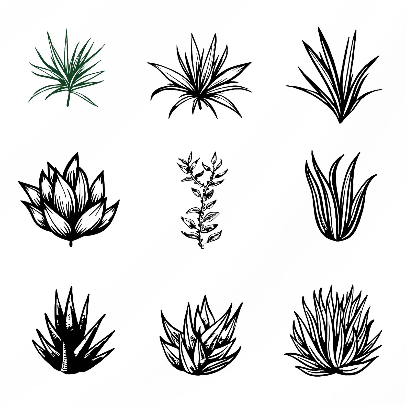 Agave Svg Bundle, Agave Plant Clipart for Cricut, Agave Silhouette ...