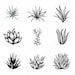 Agave Svg Bundle, Agave Plant Clipart for Cricut, Agave Silhouette ...