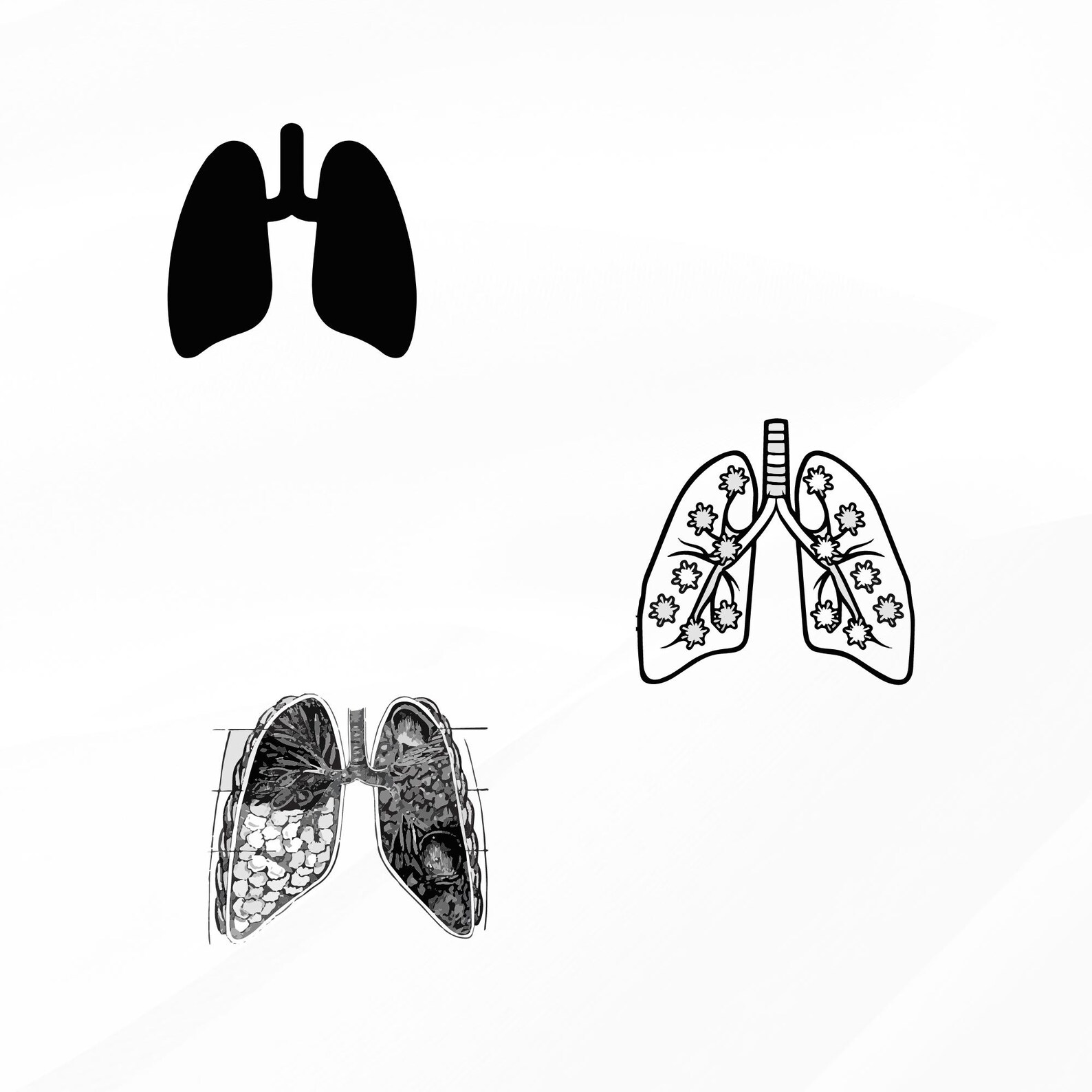 Lungs Svg Bundle, Lungs Clipart for Cricut, Lungs Silhouette, Lung ...