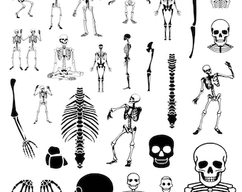 Human Skeleton Bones Svg Bundle, Human Bones Clipart for Cricut, Human ...