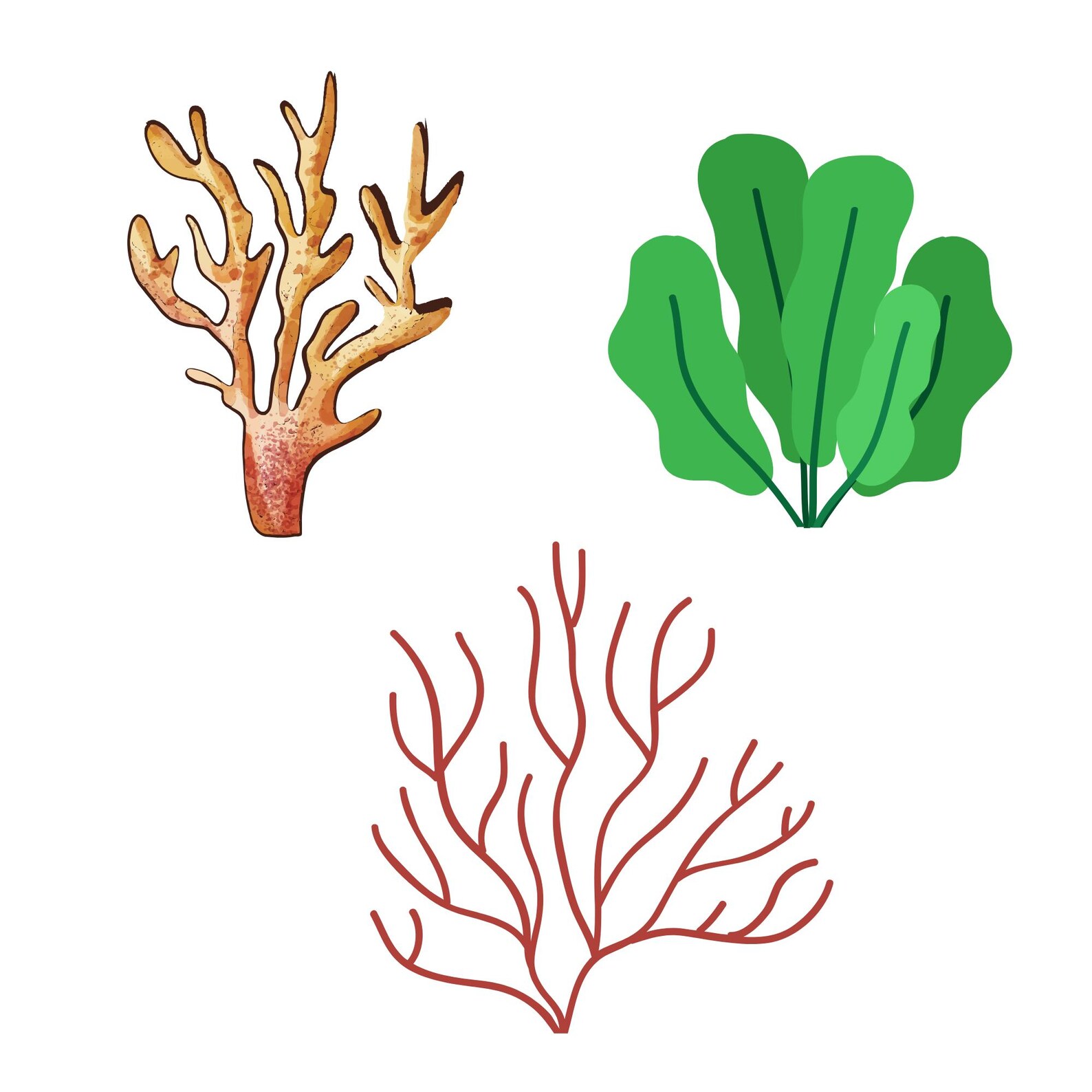 Coral Svg Bundle, Seaweed Clipart, Under the Sea Vector, Underwater ...